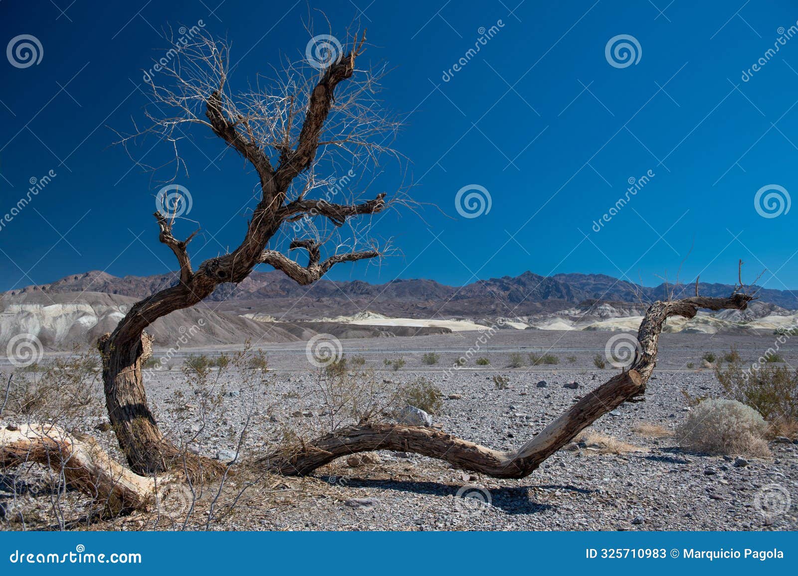 A Tree Branch is Laying on the Ground in a Desert Stock Image - Image ...