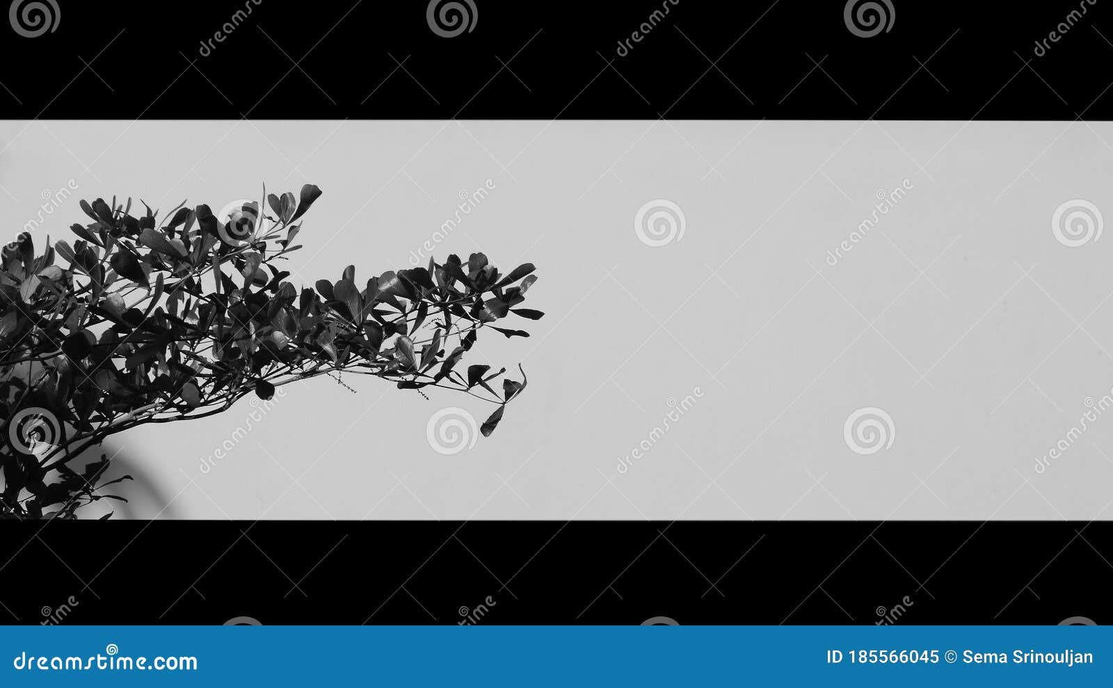 Leaf Front Side Of Peepal Tree, Ficus Religious From Fig Family Royalty ...