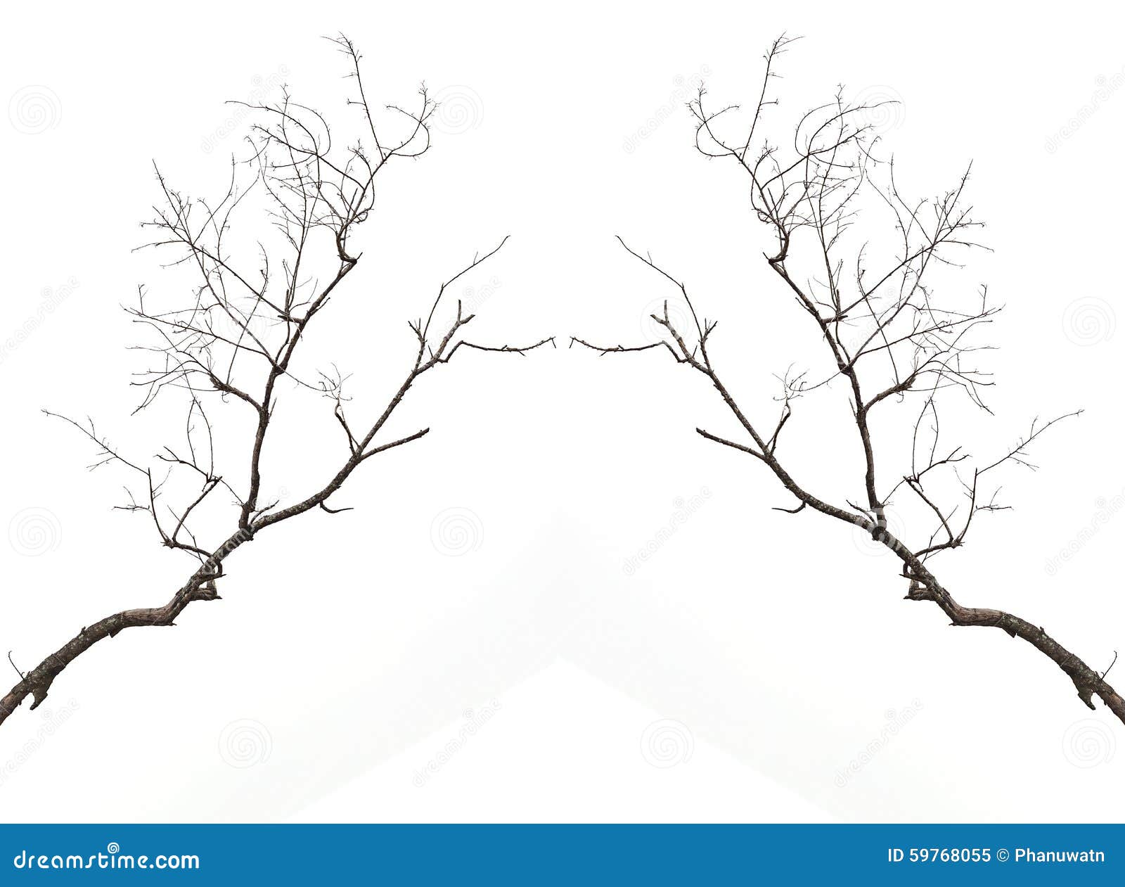Tree Branch without Leaf Isolated on White Stock Image - Image of ...