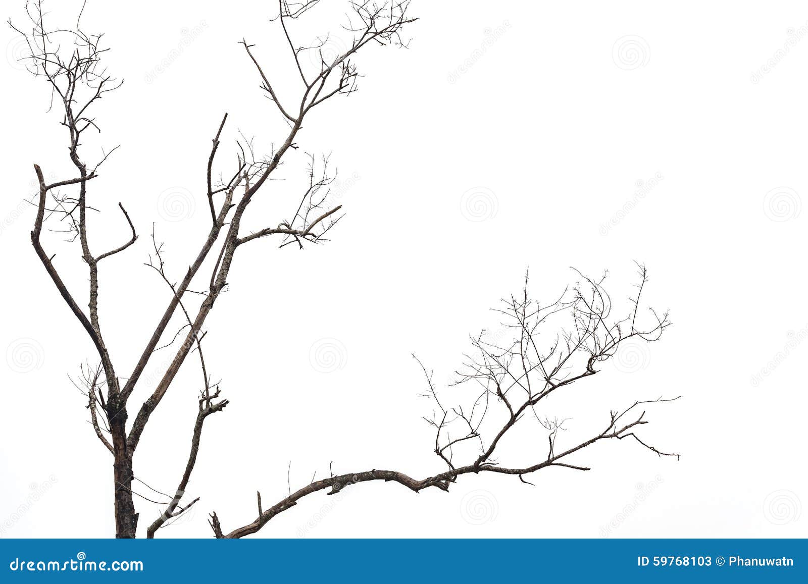 Tree Branch without Leaf Isolated on White Stock Image - Image of ...