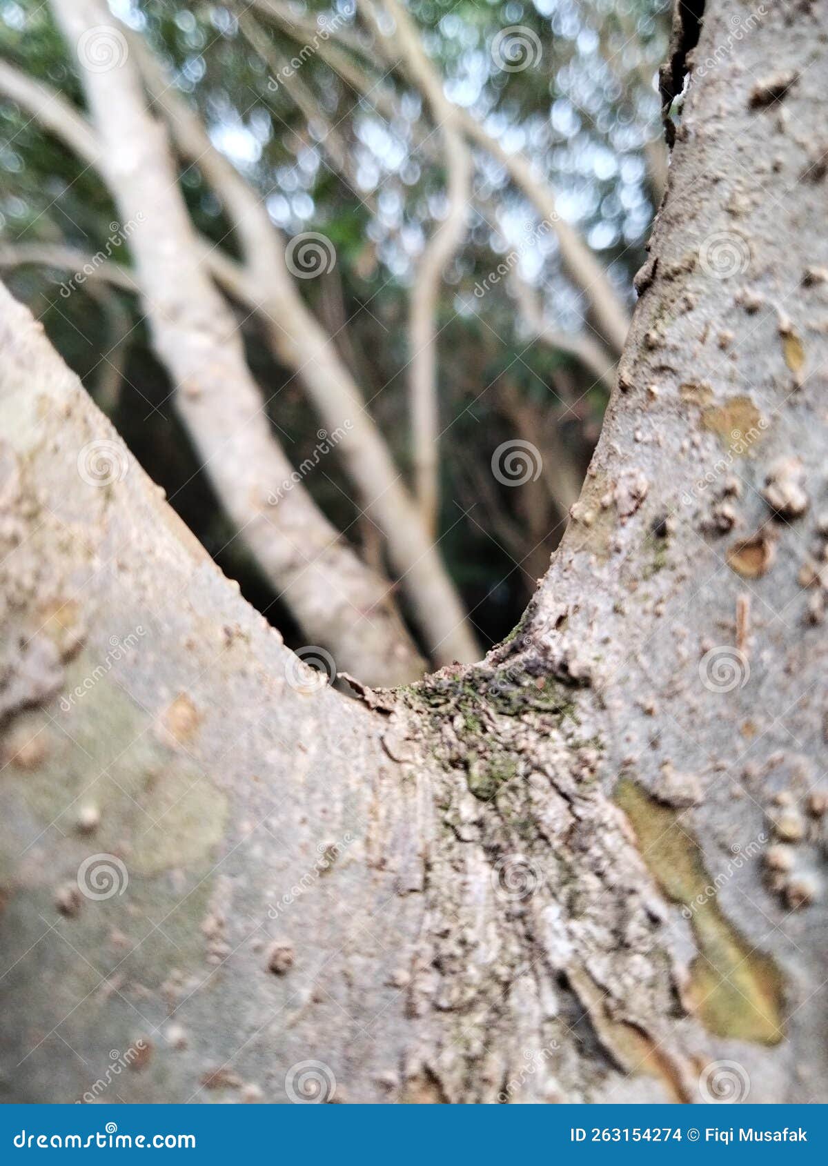 Tree branch leaf nature stock photo. Image of twig, plant - 263154274