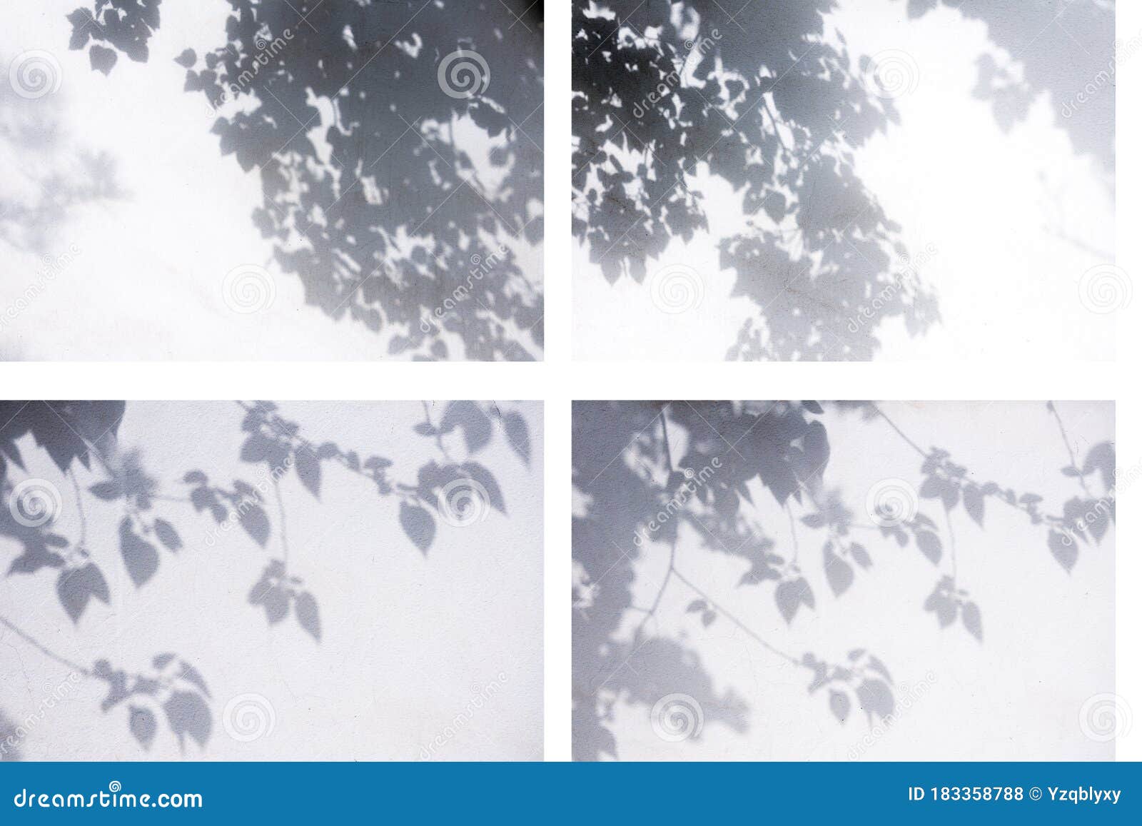 Tree Branch Leaf Shadow Projection on White Wall Stock Photo - Image of ...