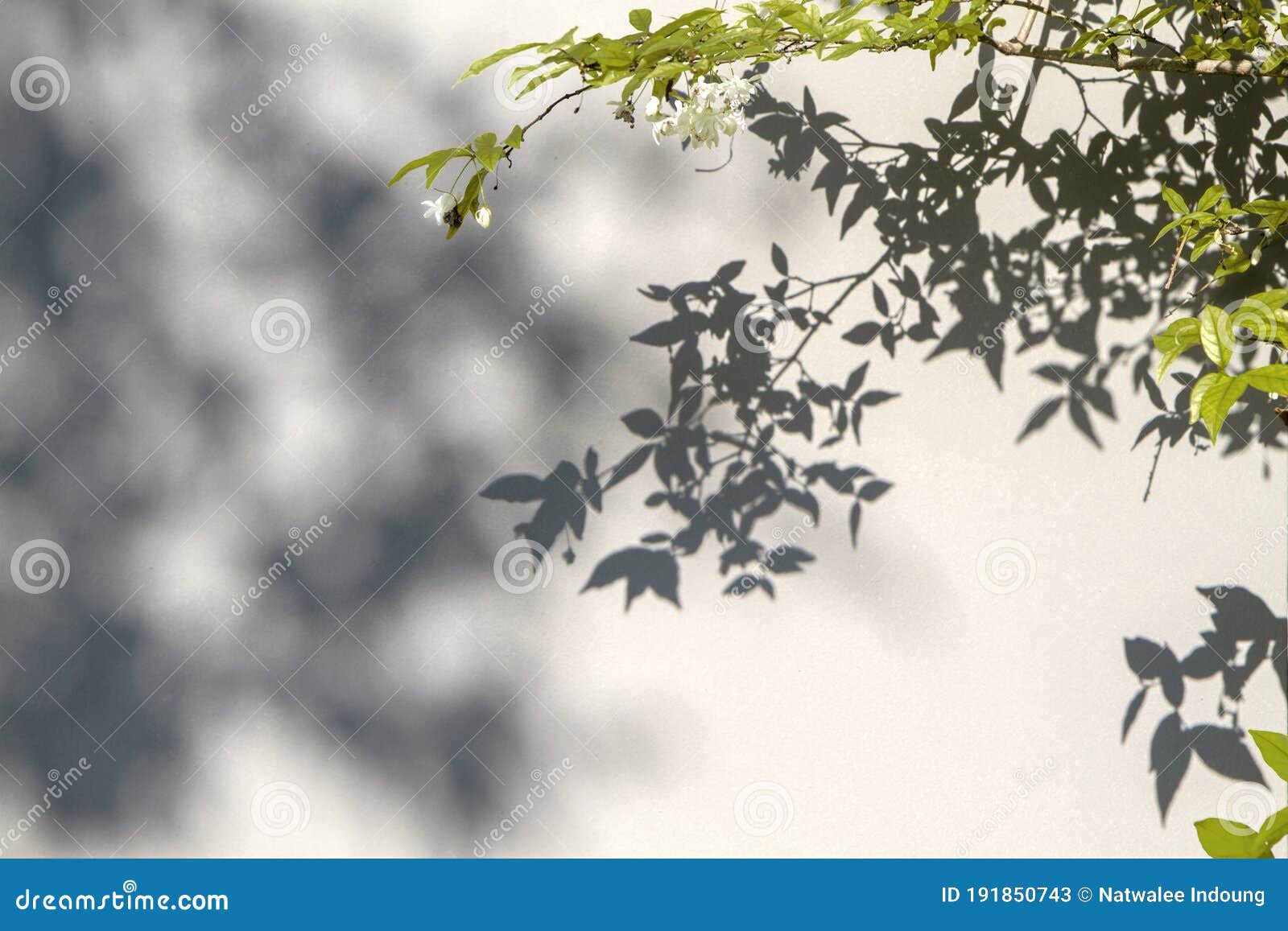 Tree Branch and Leaf with Shadow on a White Concrete Wall Stock Image ...
