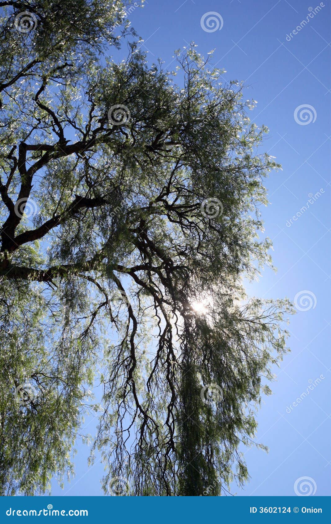 Tree branch with leaves stock photo. Image of outdoor - 3602124
