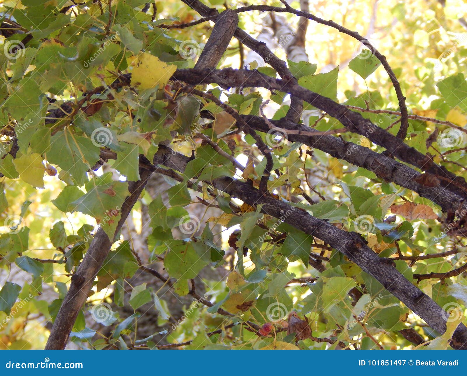 Tree branch stock image. Image of closeup, leaf, green - 101851497