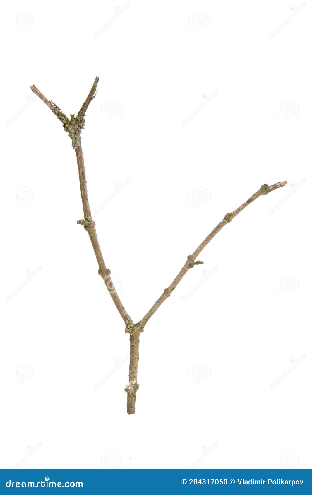 Tree Branch without Leaves Isolated on White Background Stock Photo ...