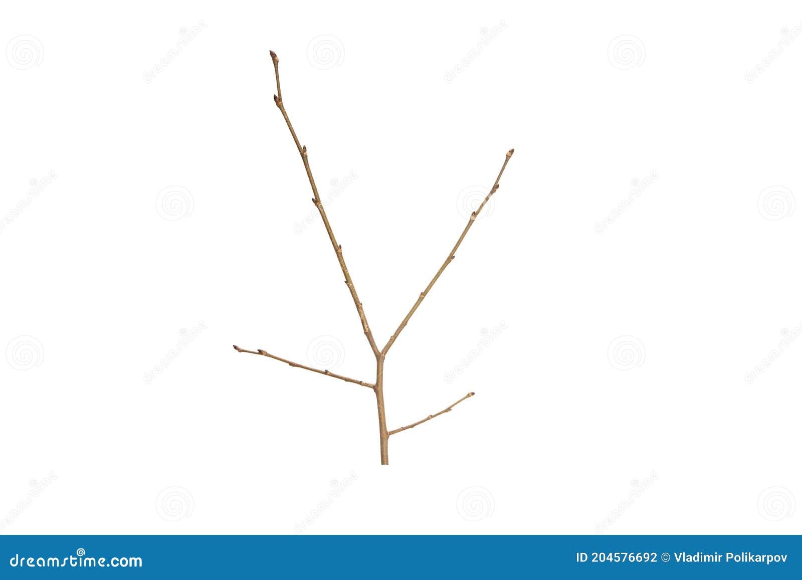 Tree Branch without Leaves Isolated on White Background Stock Photo ...