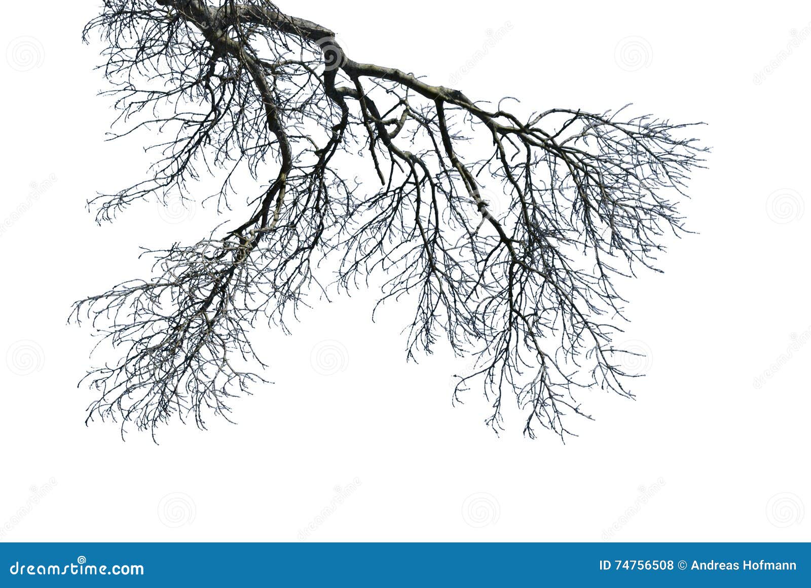 Tree Branch without Leaves Isolated on White Background Stock Photo ...