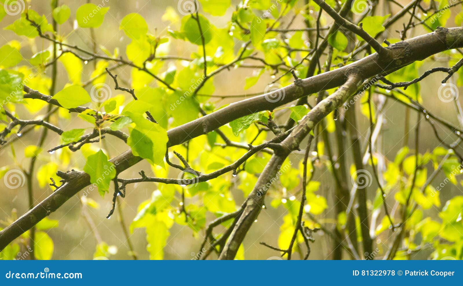 Tree Branch with Leaves after Rainfall Stock Photo - Image of leaf ...