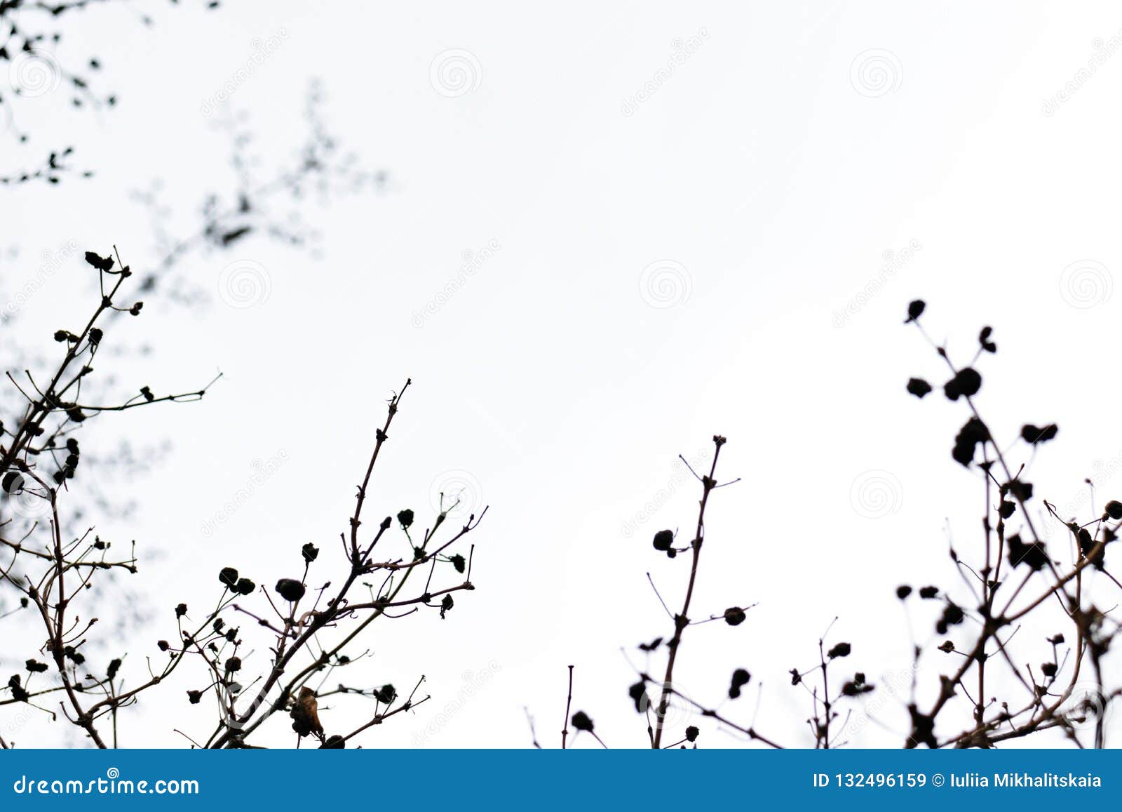 Tree Branch and Leaves Silhouette Against White Sky Background Stock ...