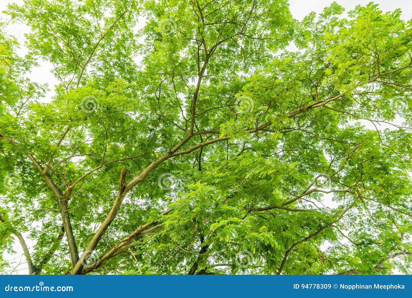 Tree and branch and leaves stock image. Image of bright - 94778309