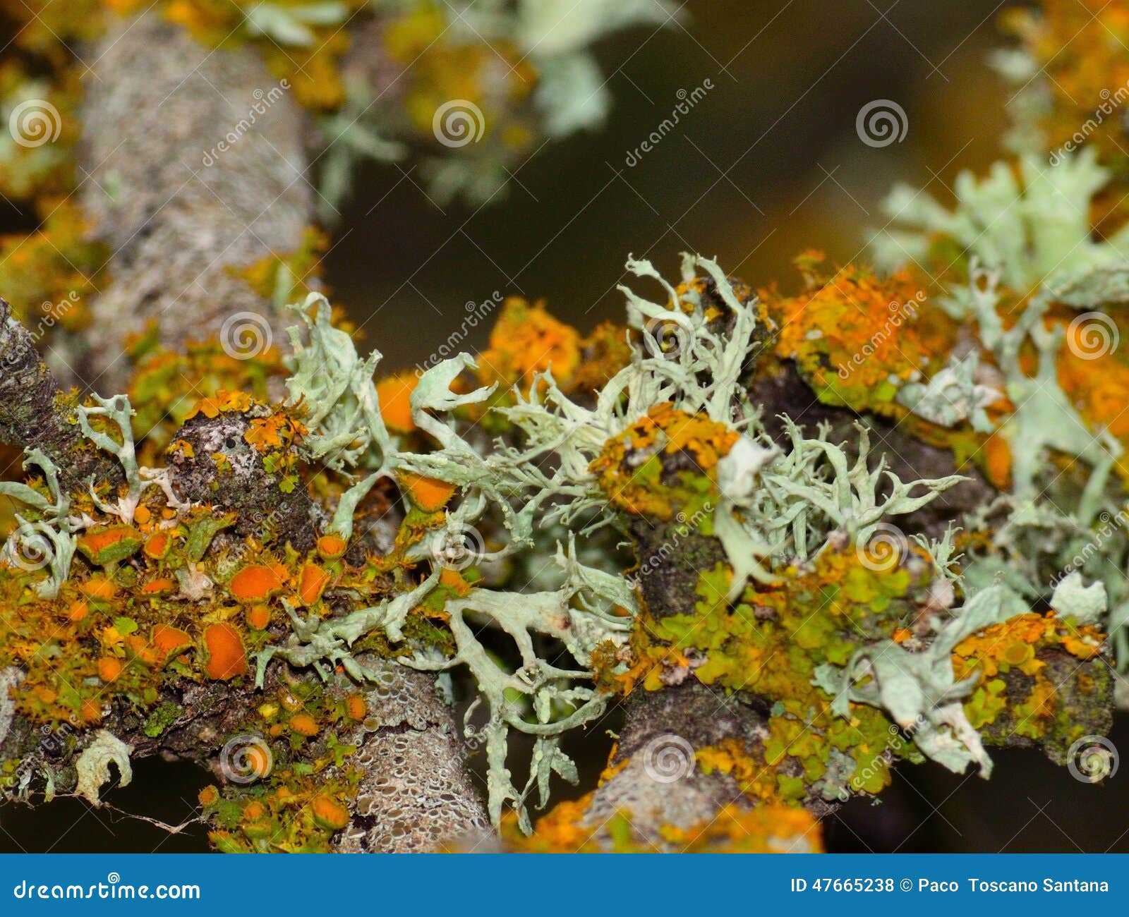 Tree Branch with Lichens of Colors Stock Photo - Image of ...