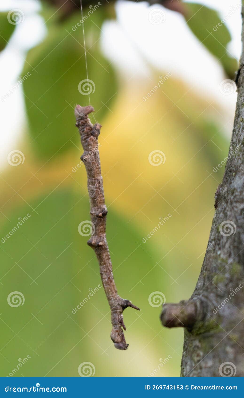 Tree Branch-like Caterpillar Stock Image - Image of forest, fauna ...