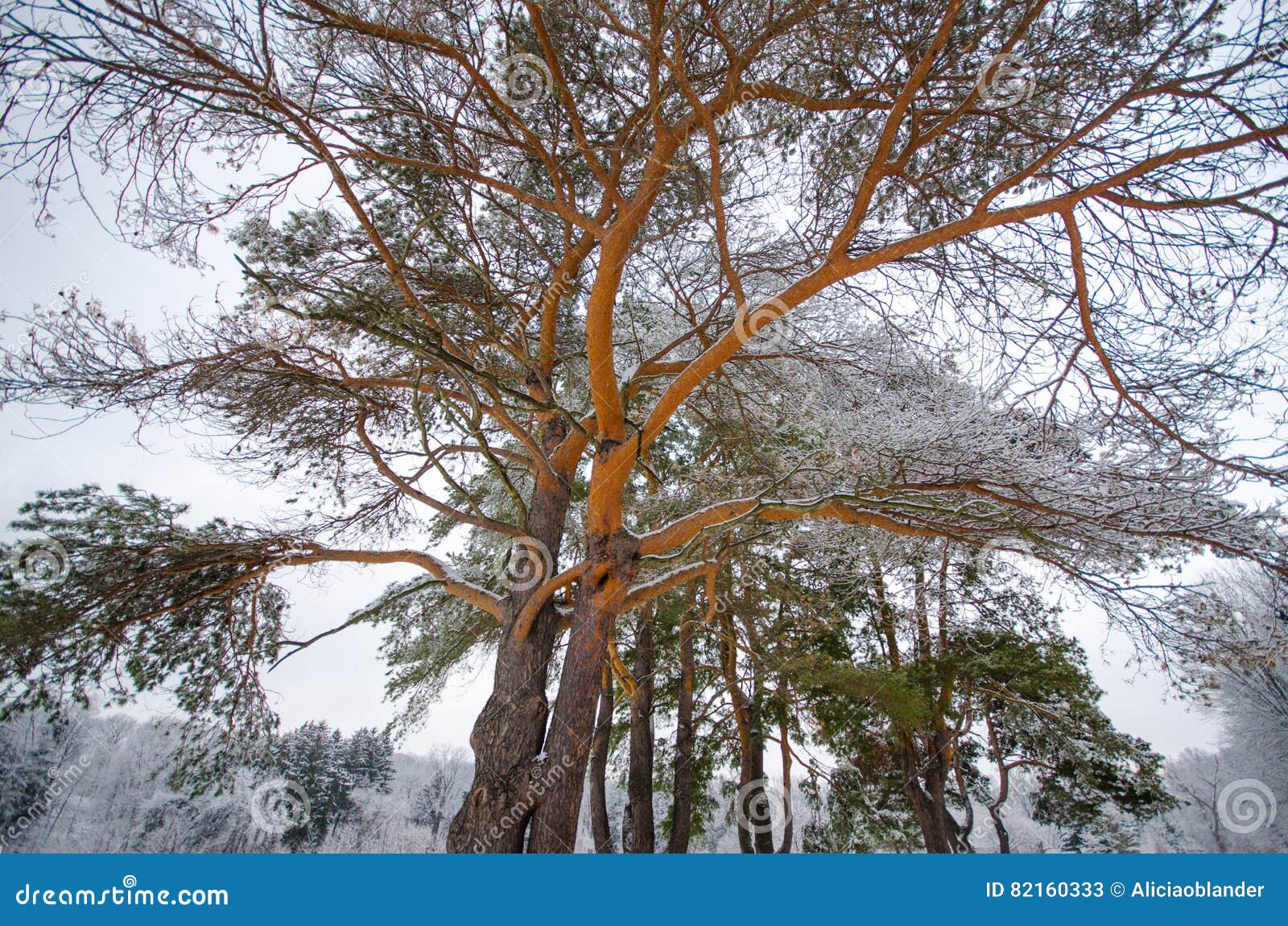 Tree Branch Lines stock image. Image of looking, green - 82160333