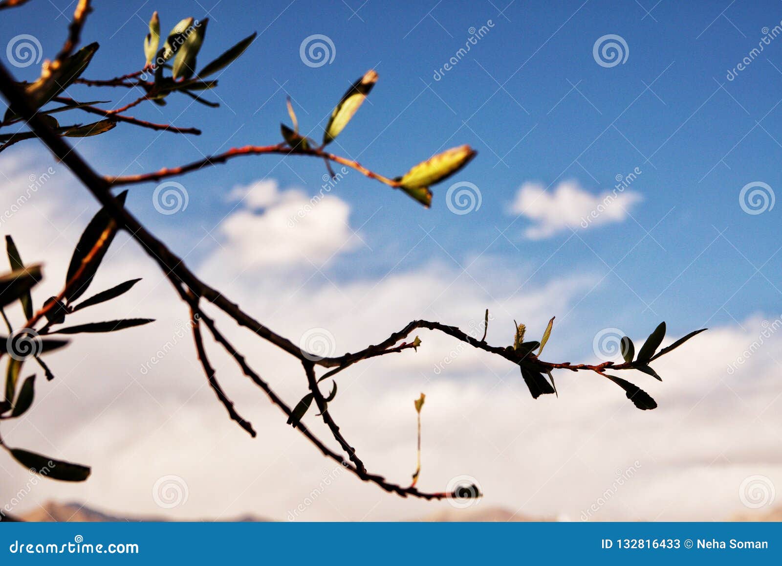 Branch shining under the stock image. Image of natural - 132816433
