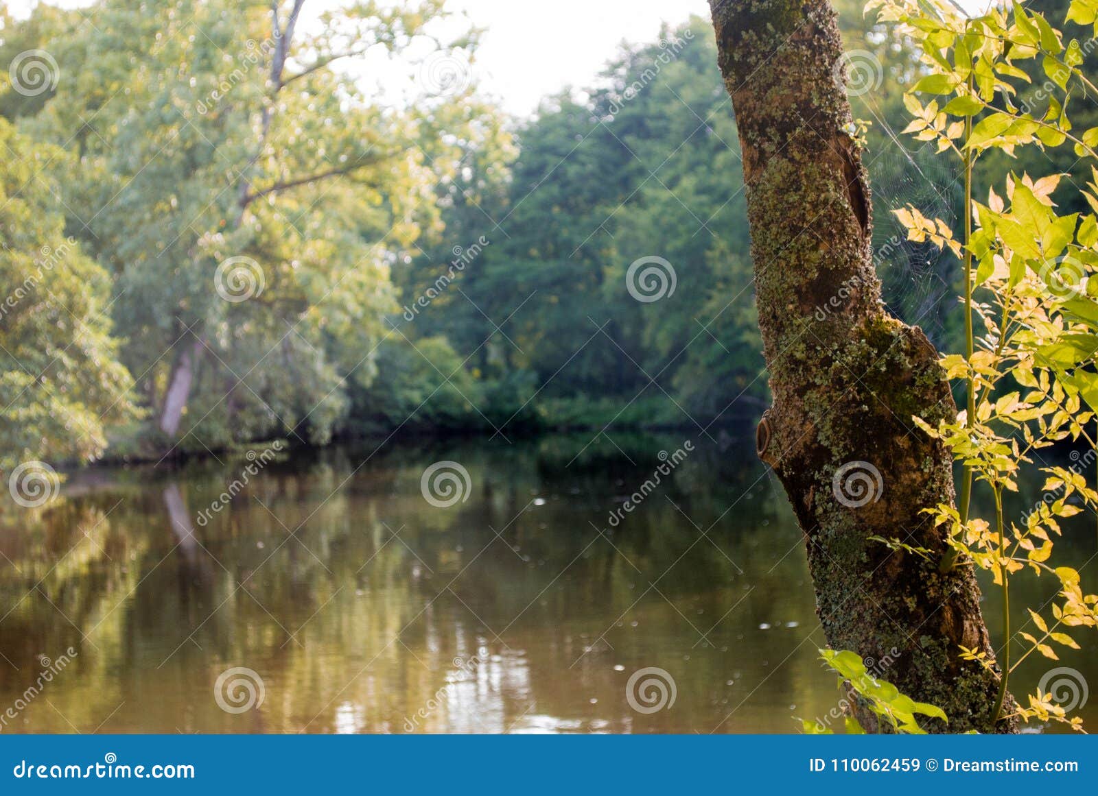 Tree branch by a lake stock image. Image of branch, tree - 110062459