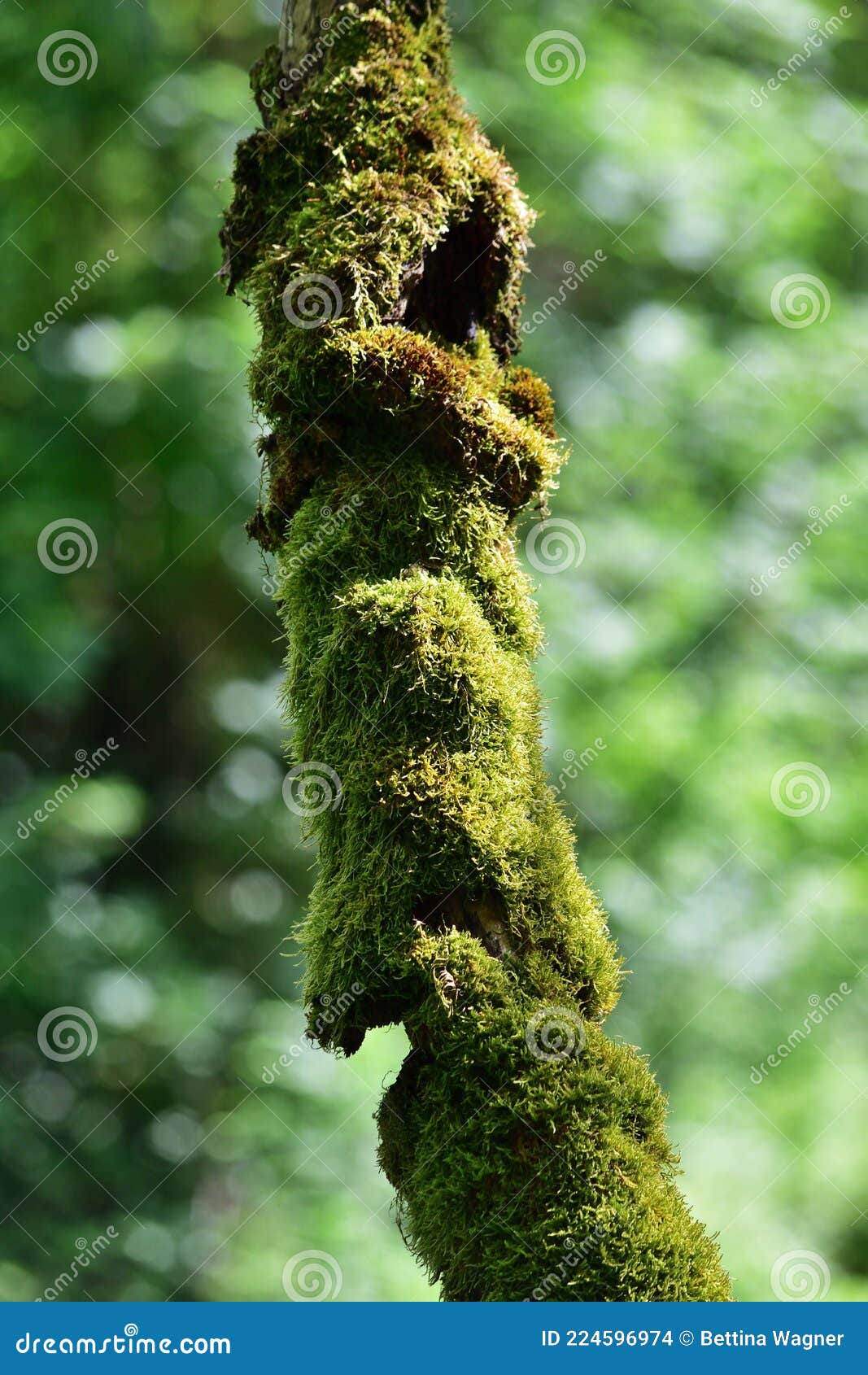 Tree branch with moss stock photo. Image of abstract - 224596974