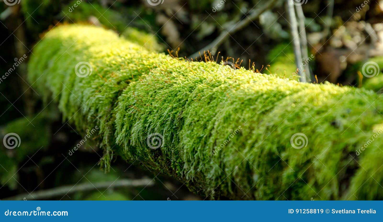 Tree Branch in Moss at Forest. Stock Image - Image of mountain, light ...