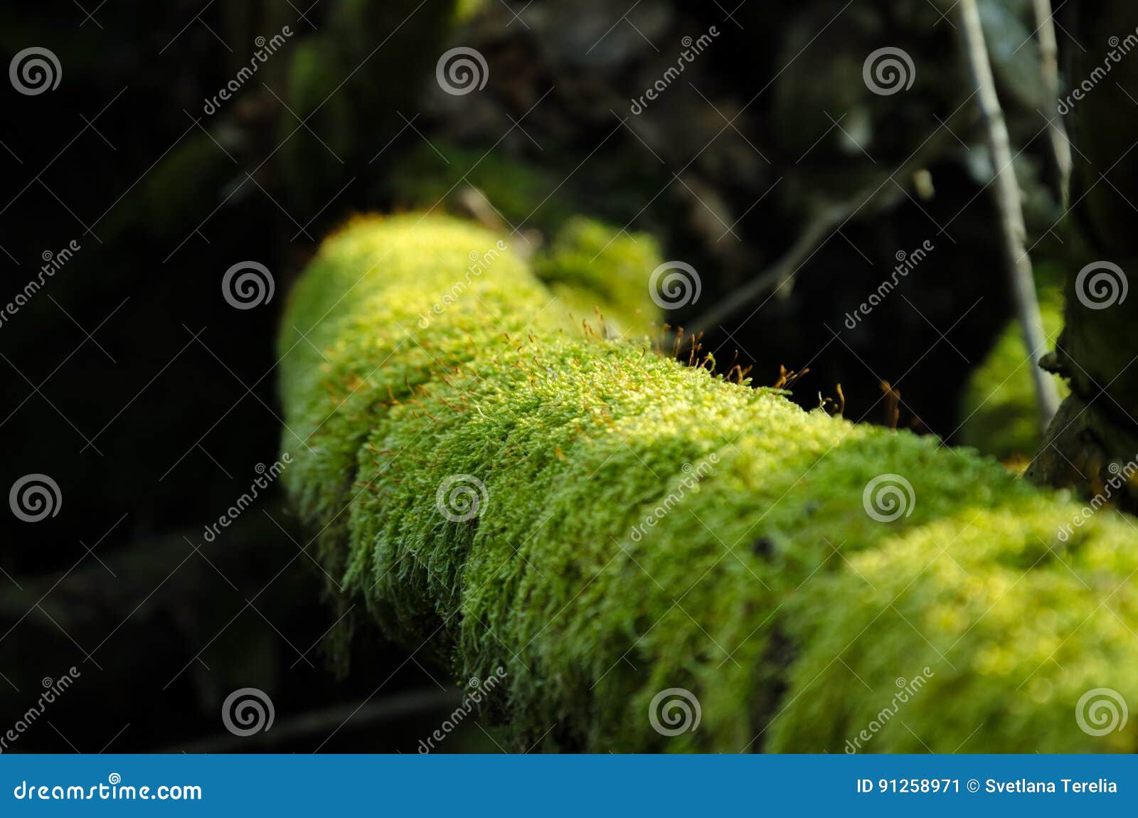 Tree Branch in Moss at Forest. Stock Image - Image of flower, hill ...