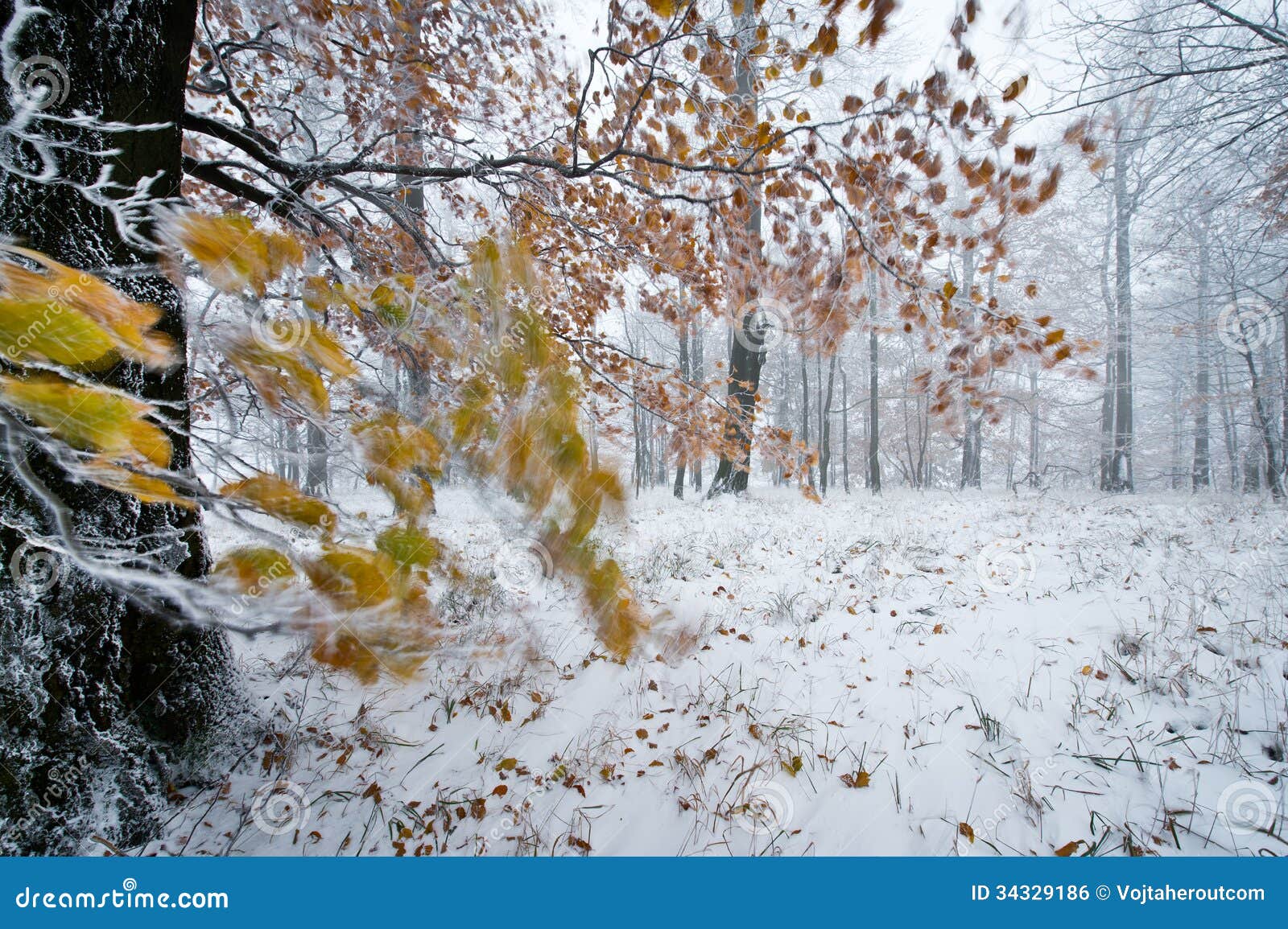 Tree Branch Moving during Heavy Storm in Winter Snow-covered Forest ...