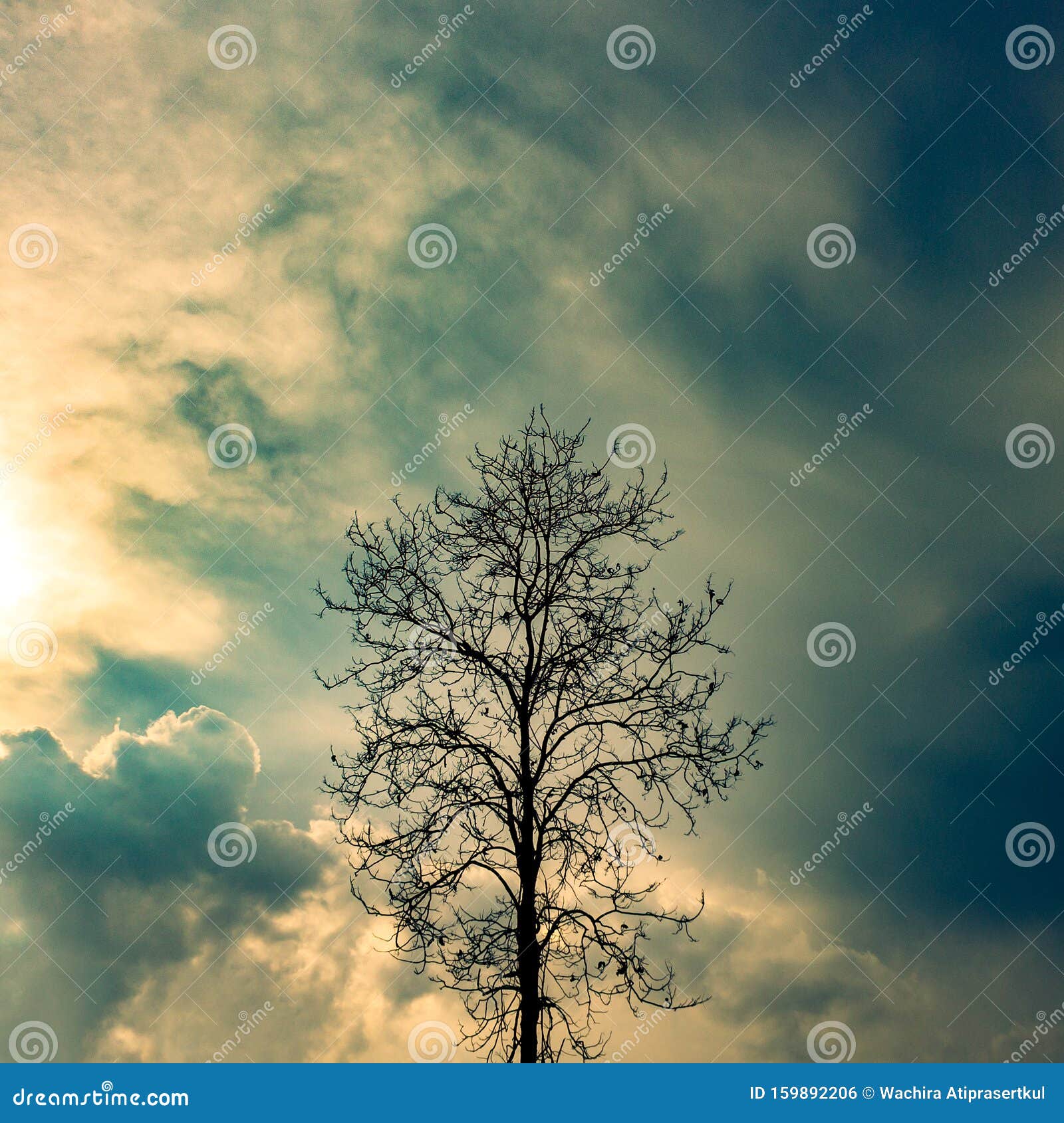 Tree and Branch Nature on Background Stock Photo - Image of life, leaf ...