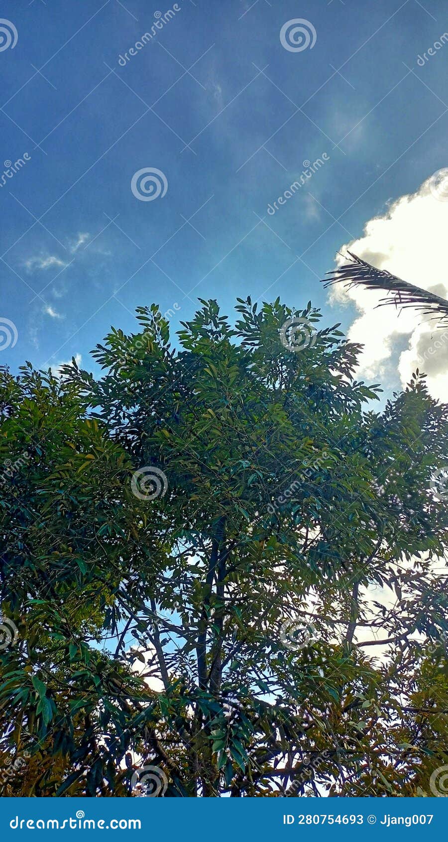 Tree Branch in Nature with Blue Sky and White Cloud Stock Image - Image ...