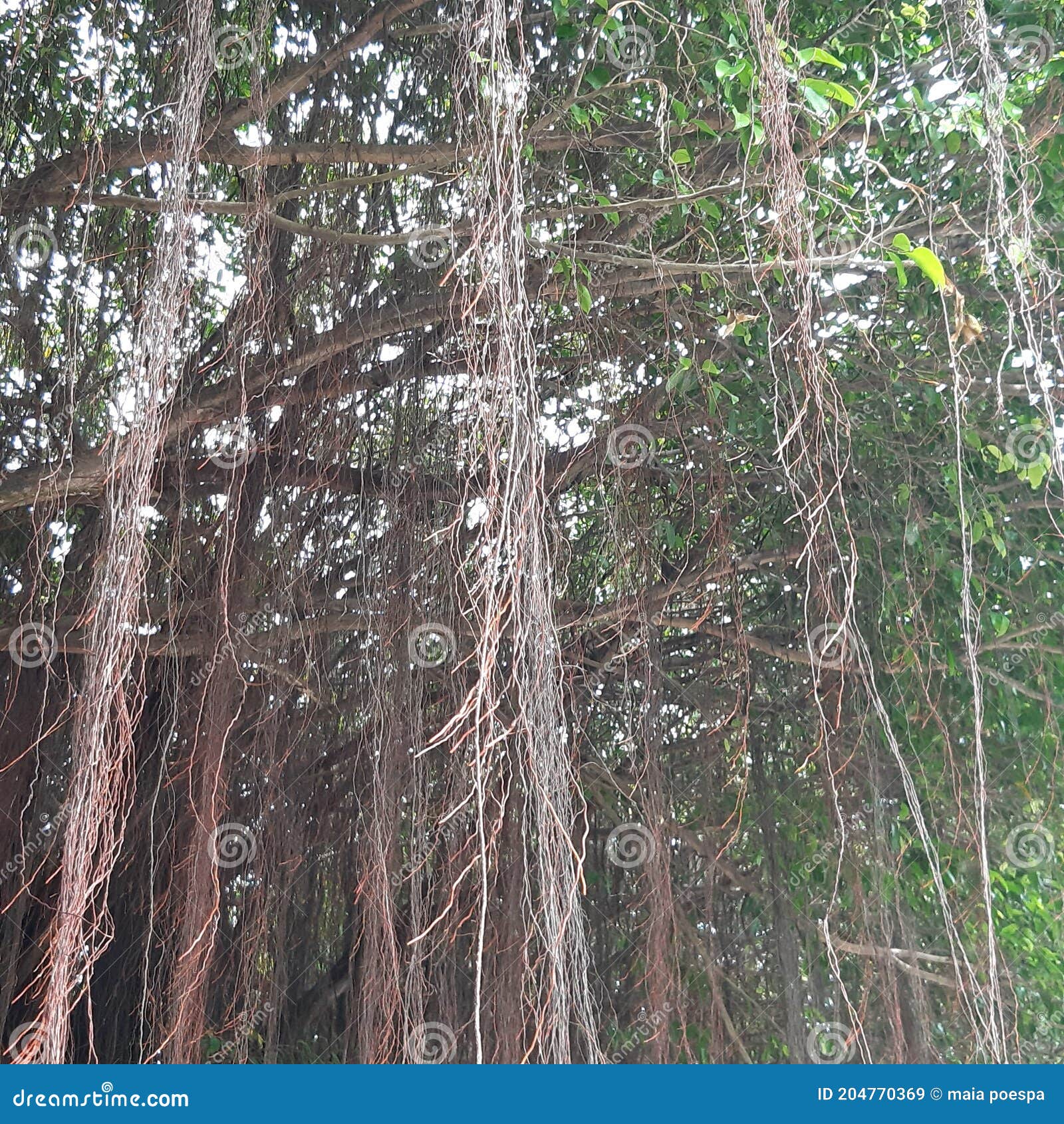 Tree branch nature outdoor stock image. Image of jungle - 204770369