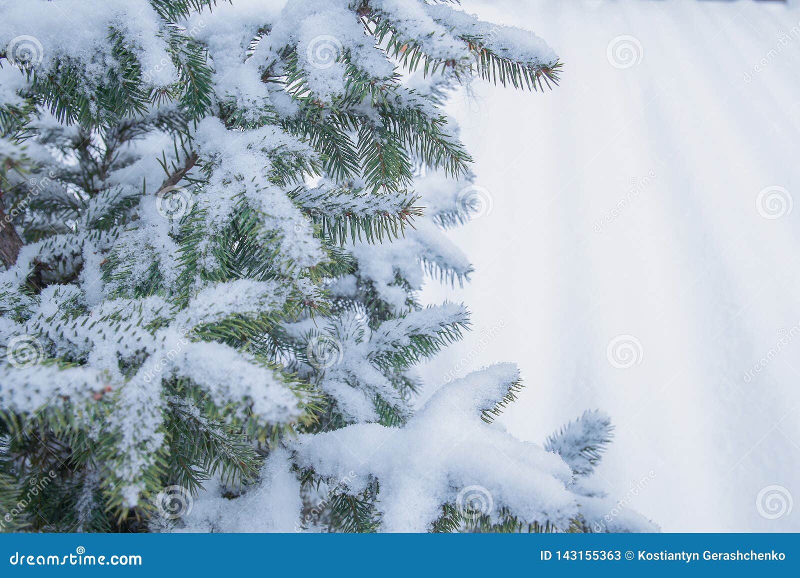 Tree Branch Nature Winter Christmas New Year Stock Image - Image of ...
