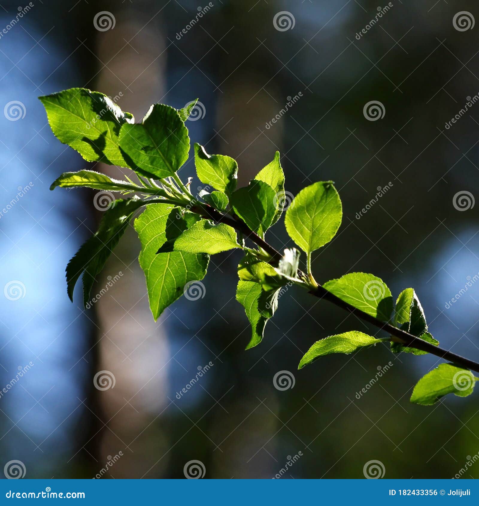 Spring forest stock photo. Image of forest, tree, walk - 182433356