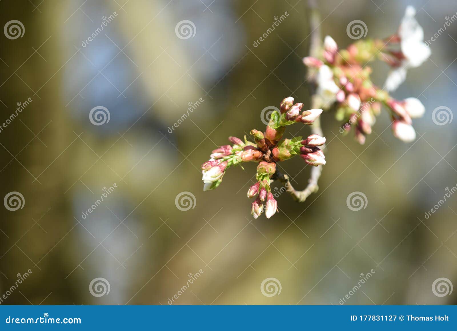 Tree Branch with New Shoots Growing on a Branch Stock Image - Image of ...