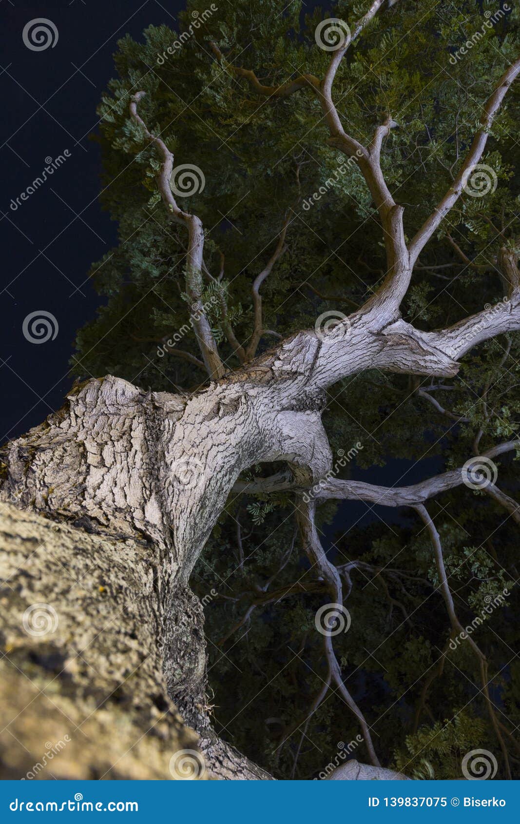 Tree branch in the night stock image. Image of howl - 139837075