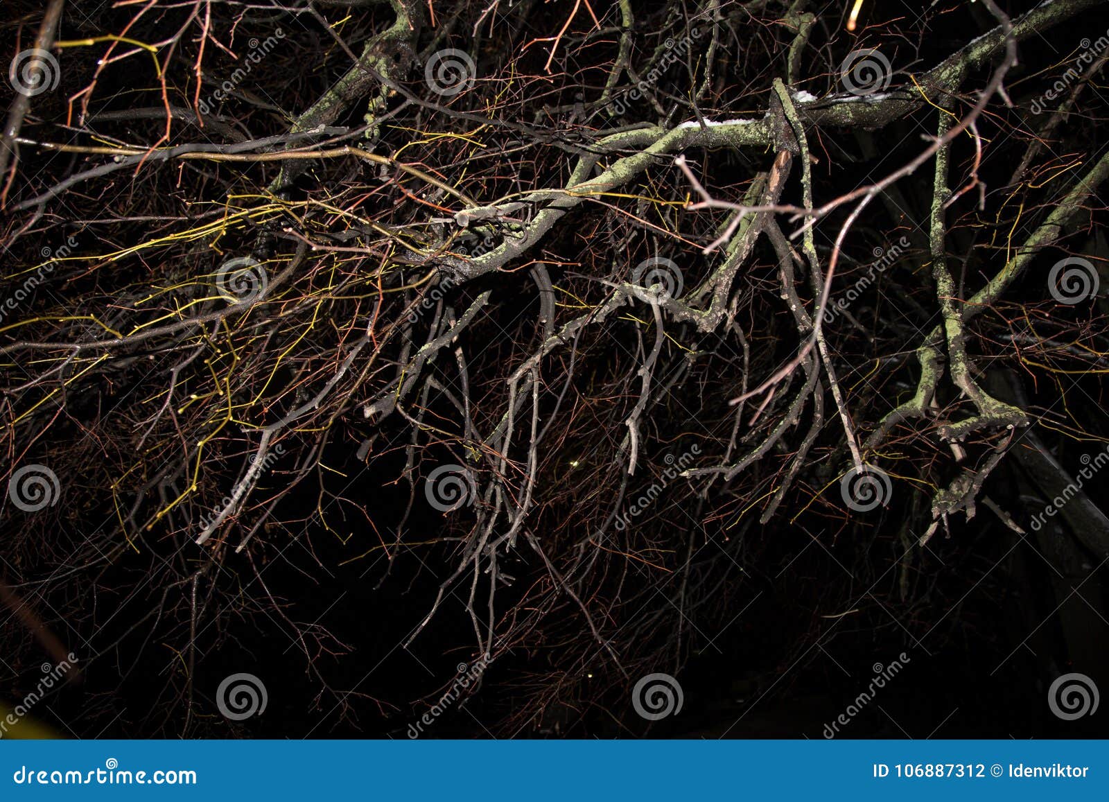 Tree Branch on Night Dark Sky Background Stock Photo - Image of branch ...