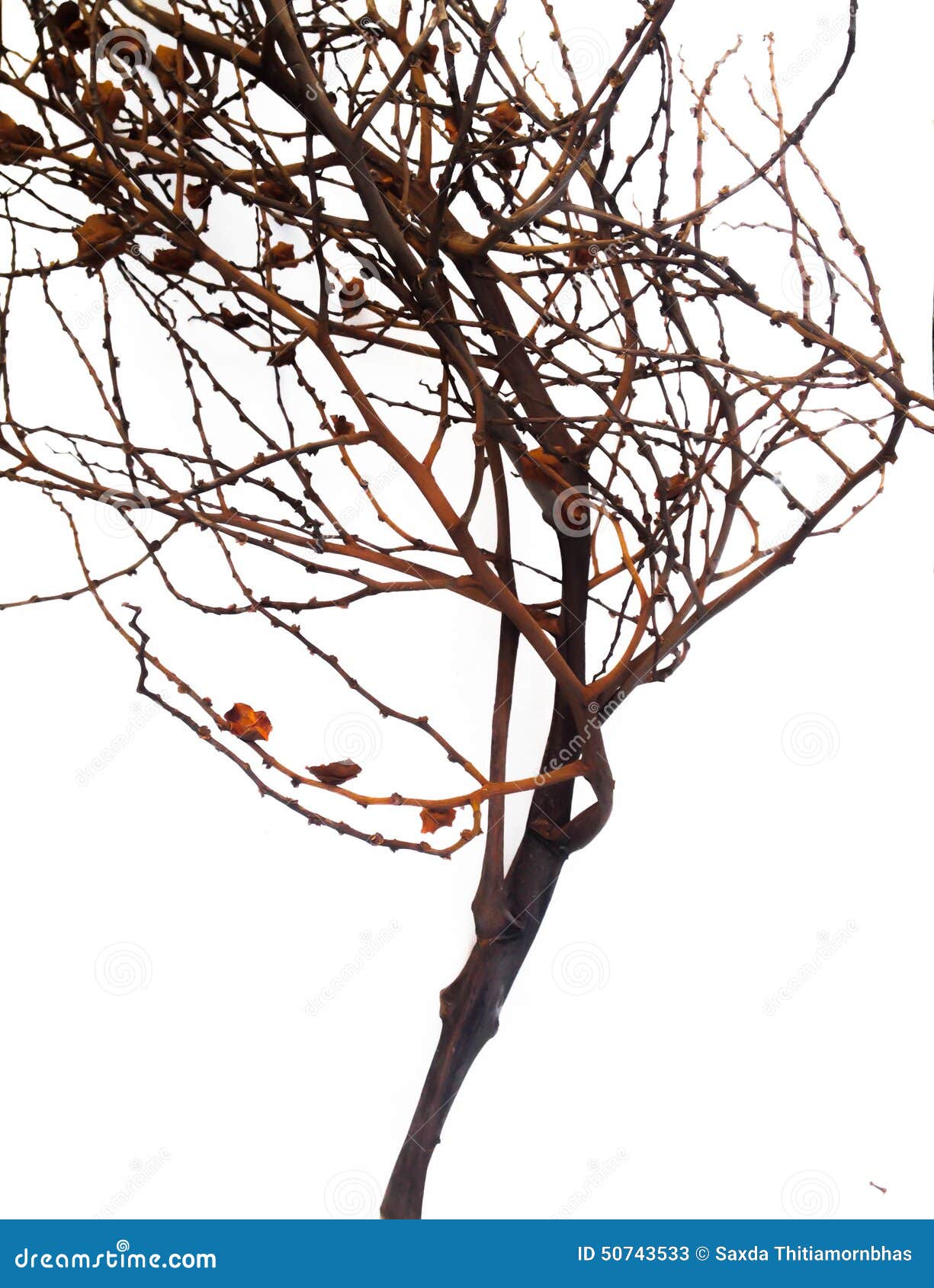 Tree branch stock image. Image of tree, nature, branch - 50743533
