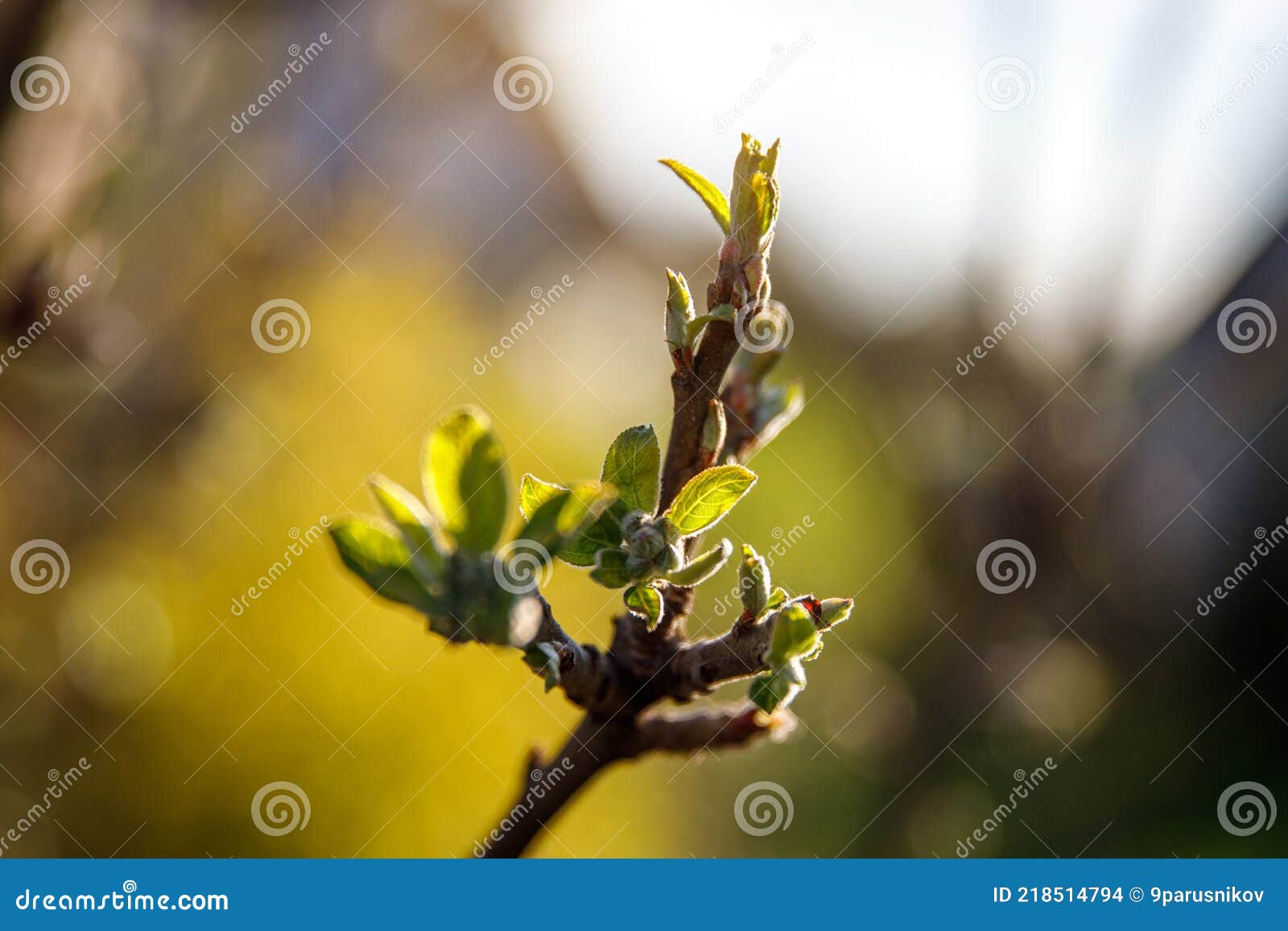 The Tree Branch with Opening Buds in Springtime Stock Photo - Image of ...