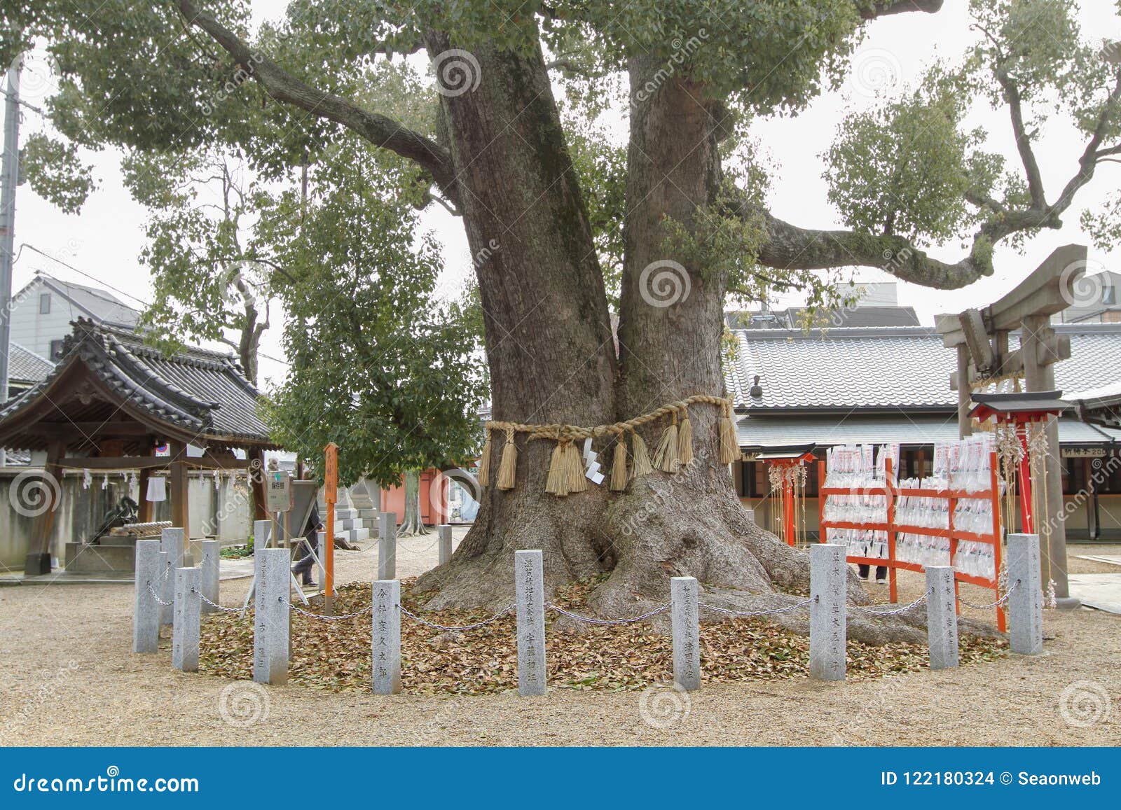 The Tree that a Branch Opens at Shrine Editorial Stock Image - Image of ...