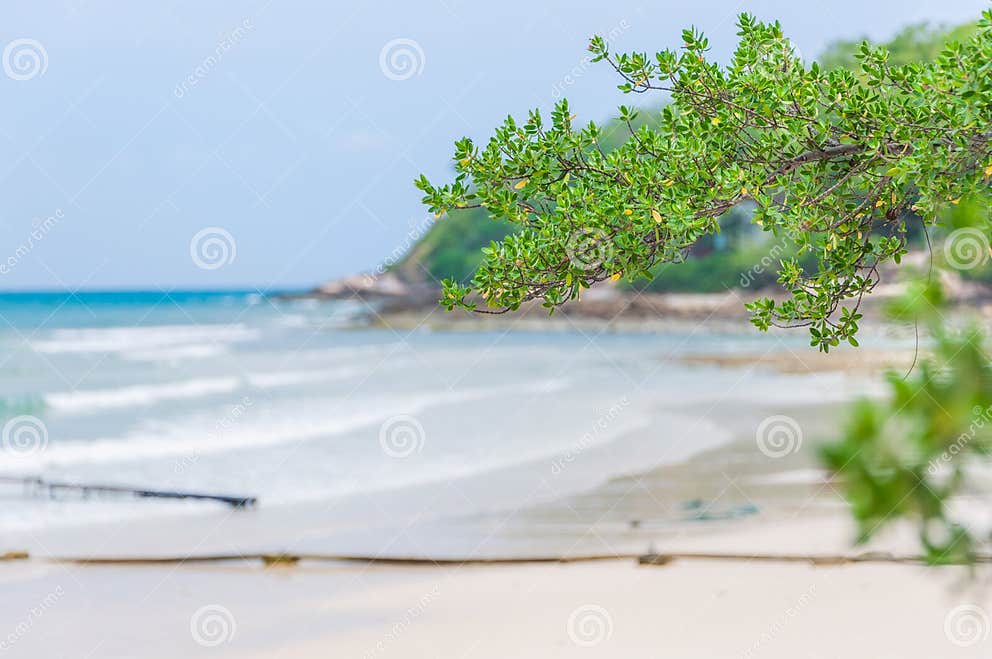 Tree branch over beach stock image. Image of outdoor - 30618171