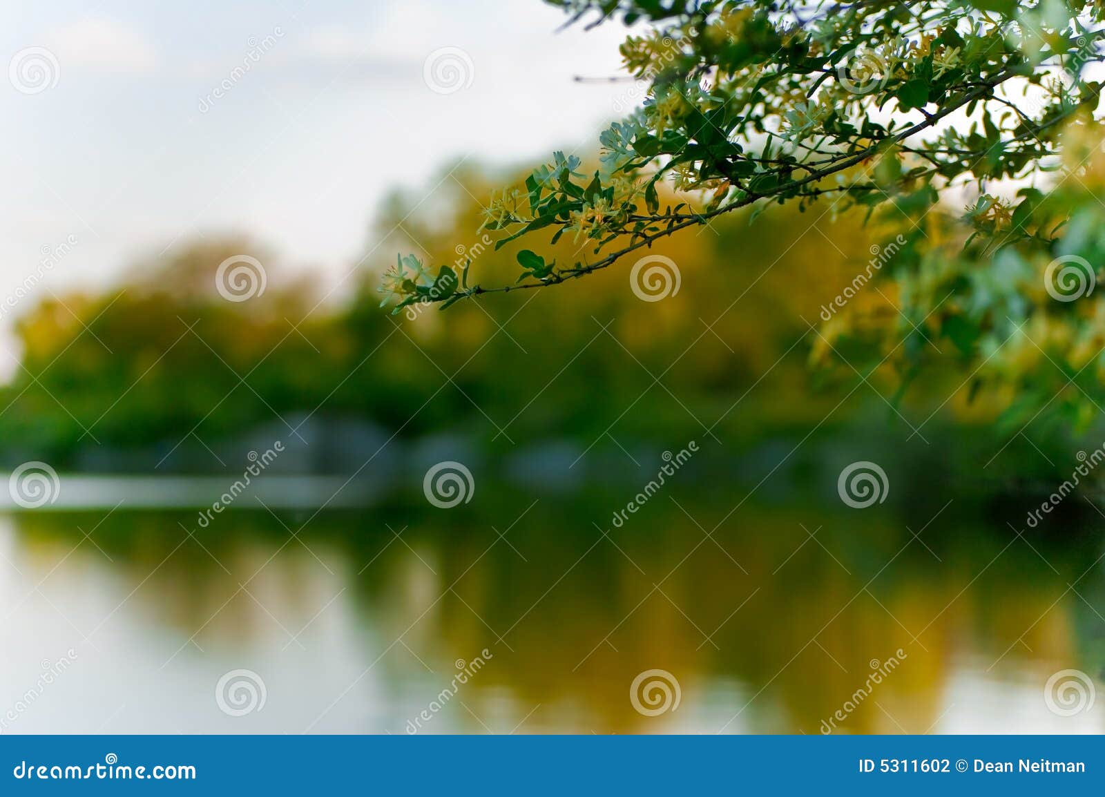 Tree branch over lake stock photo. Image of tranquil, water - 5311602