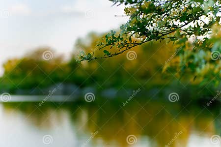 Tree branch over lake stock photo. Image of tranquil, water - 5311602