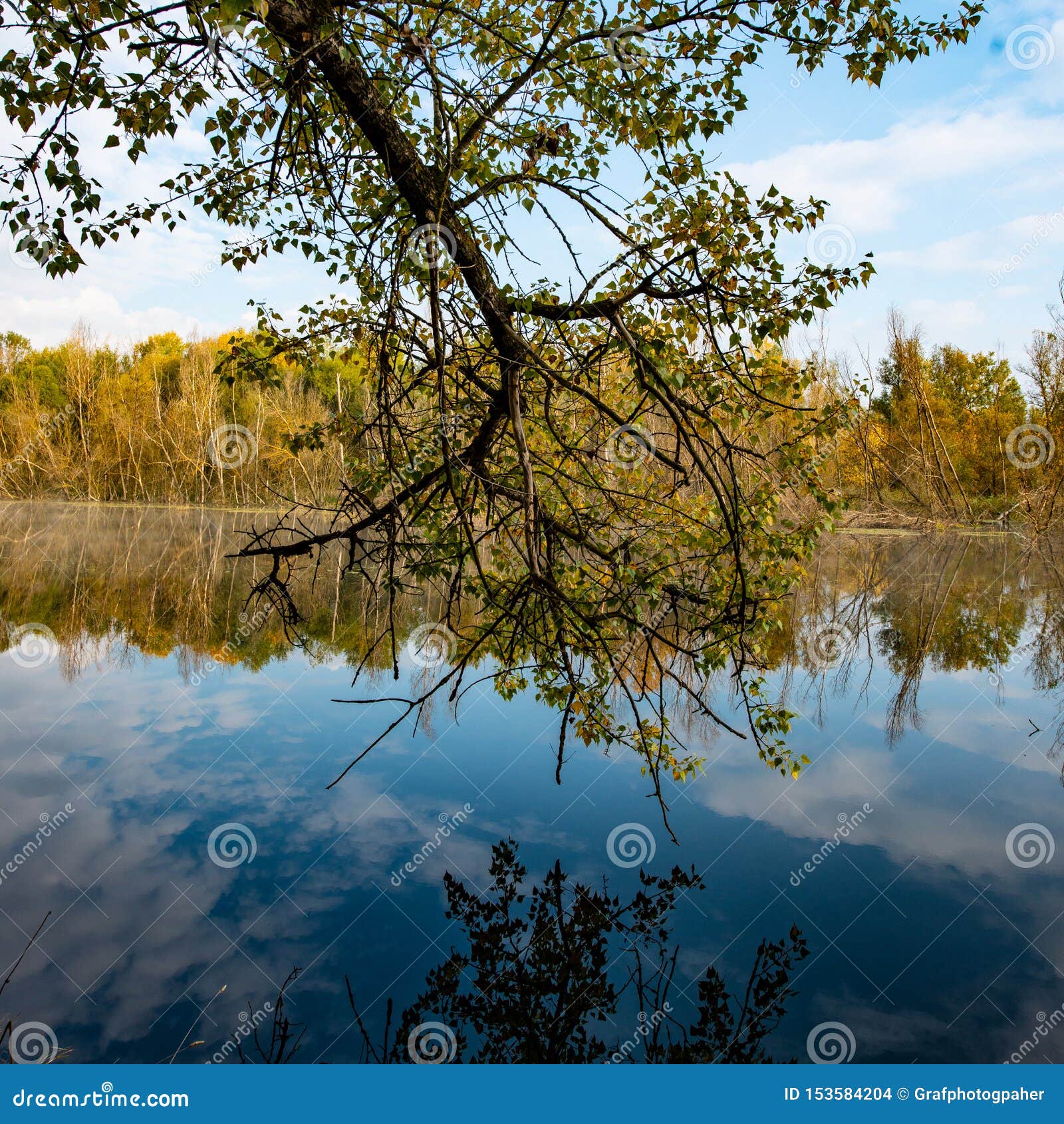 Tree Branch Over the Surface of the Water in the River Stock Photo ...