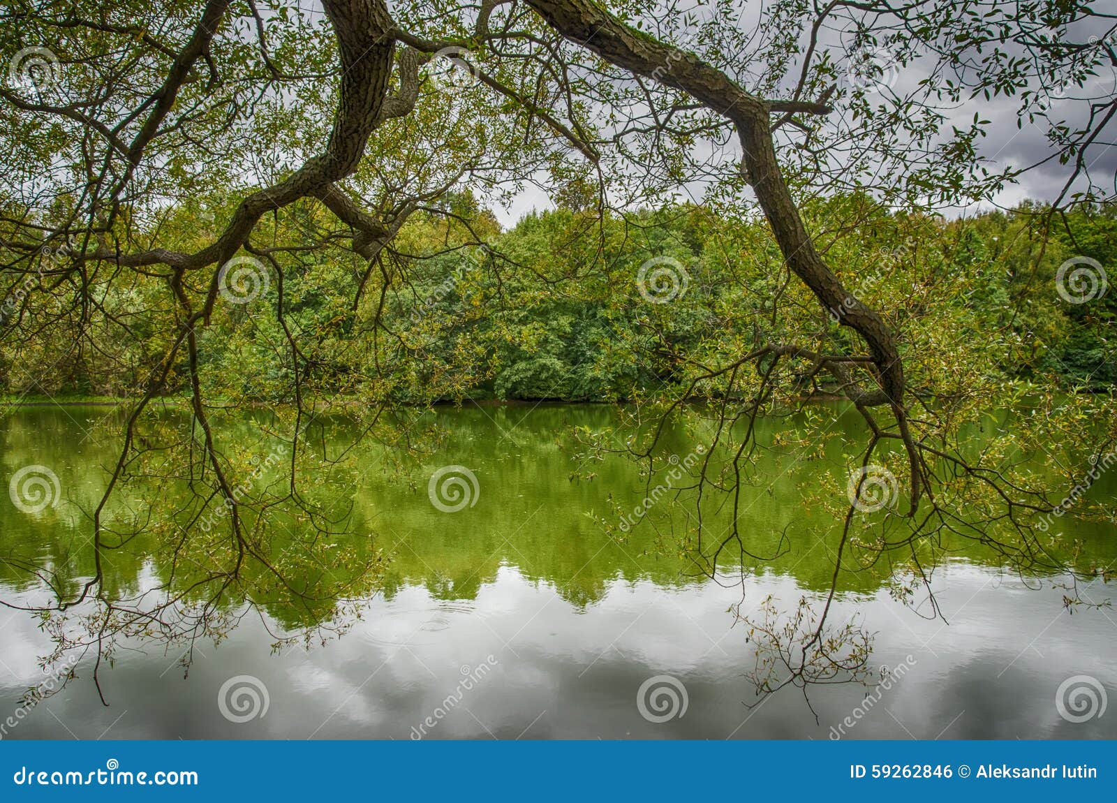 Tree branch over the water stock photo. Image of landscape - 59262846
