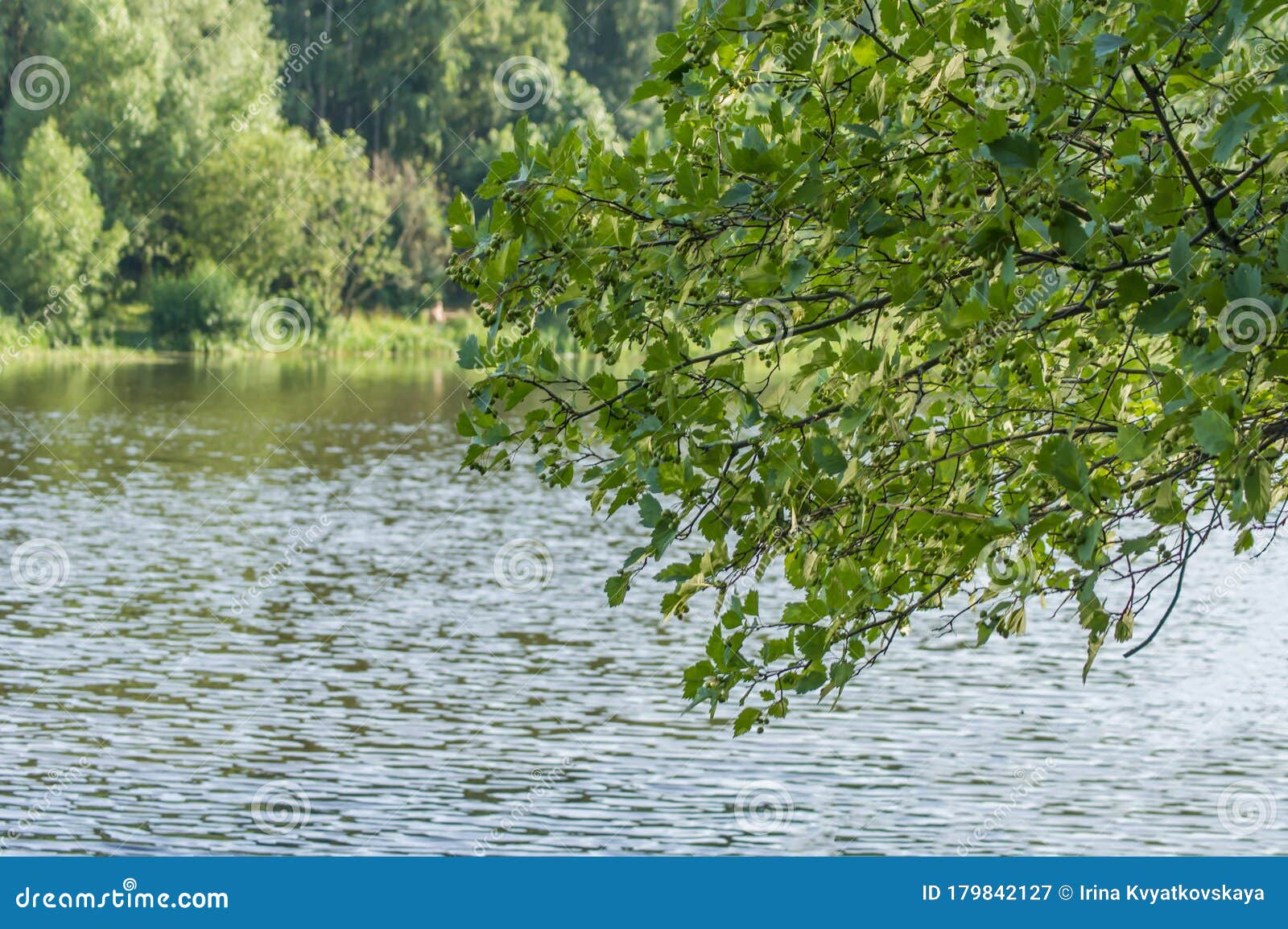 Tree Branch Over the Water in a Summer Day Stock Image - Image of ...