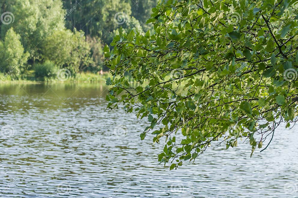 Tree Branch Over the Water in a Summer Day Stock Image - Image of ...