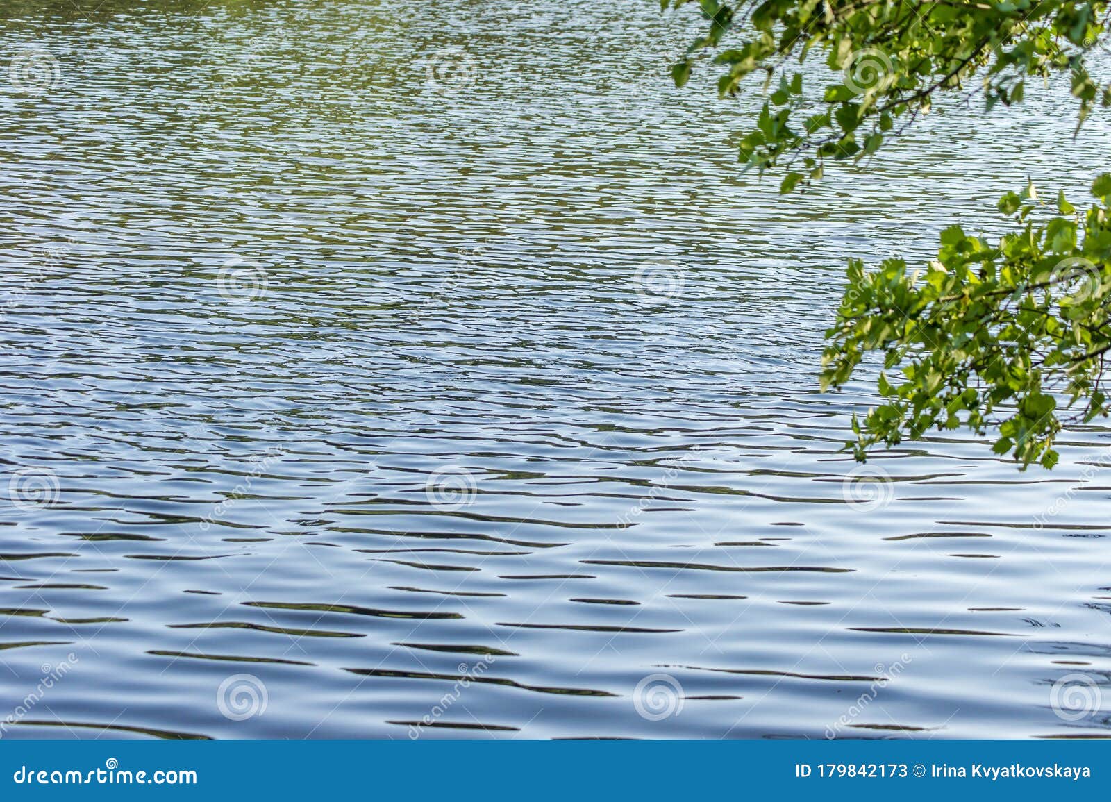 Tree Branch Over the Water in a Summer Day Stock Image - Image of ...