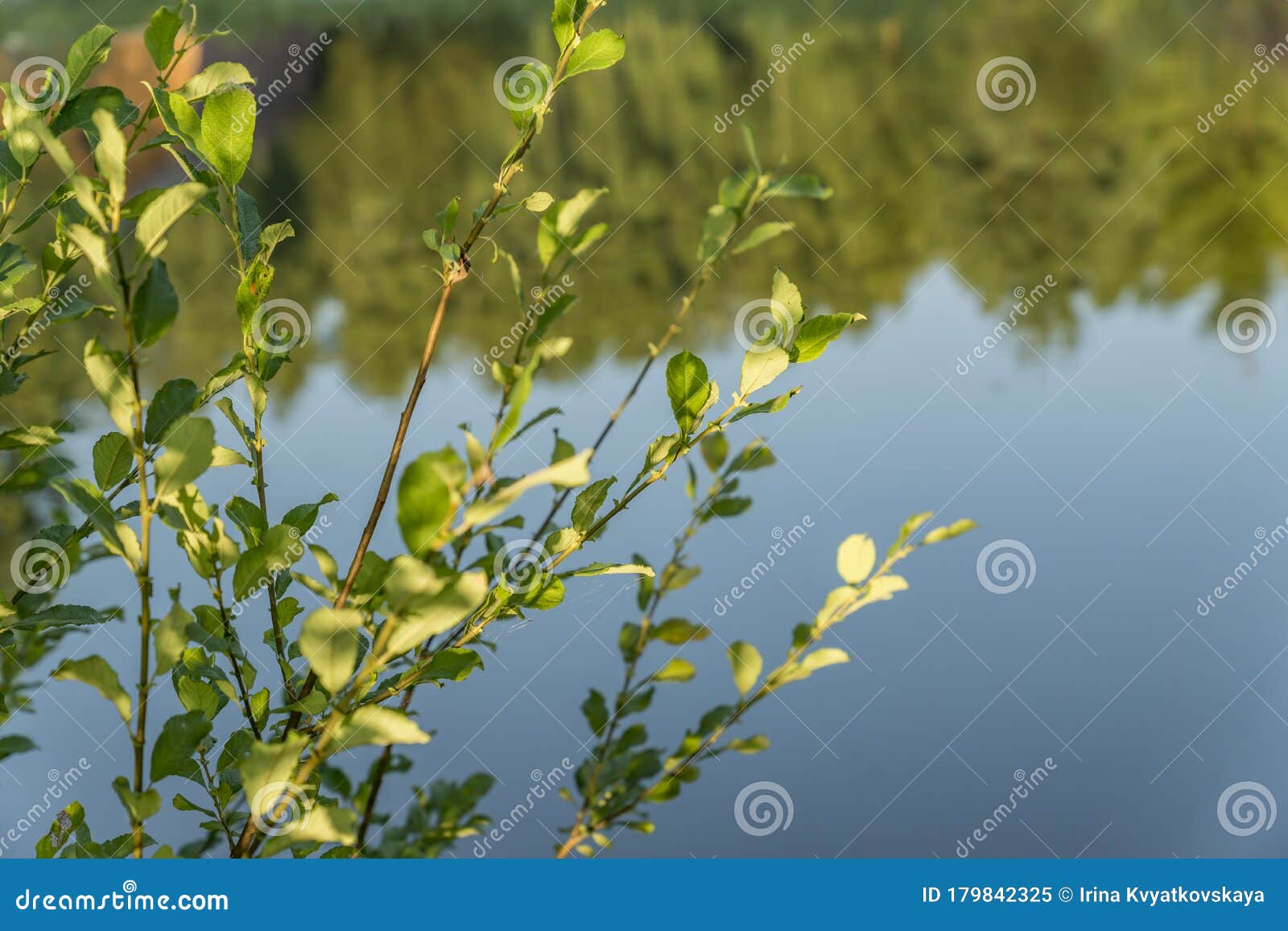 Tree Branch Over the Water in a Summer Day Stock Image - Image of pond ...