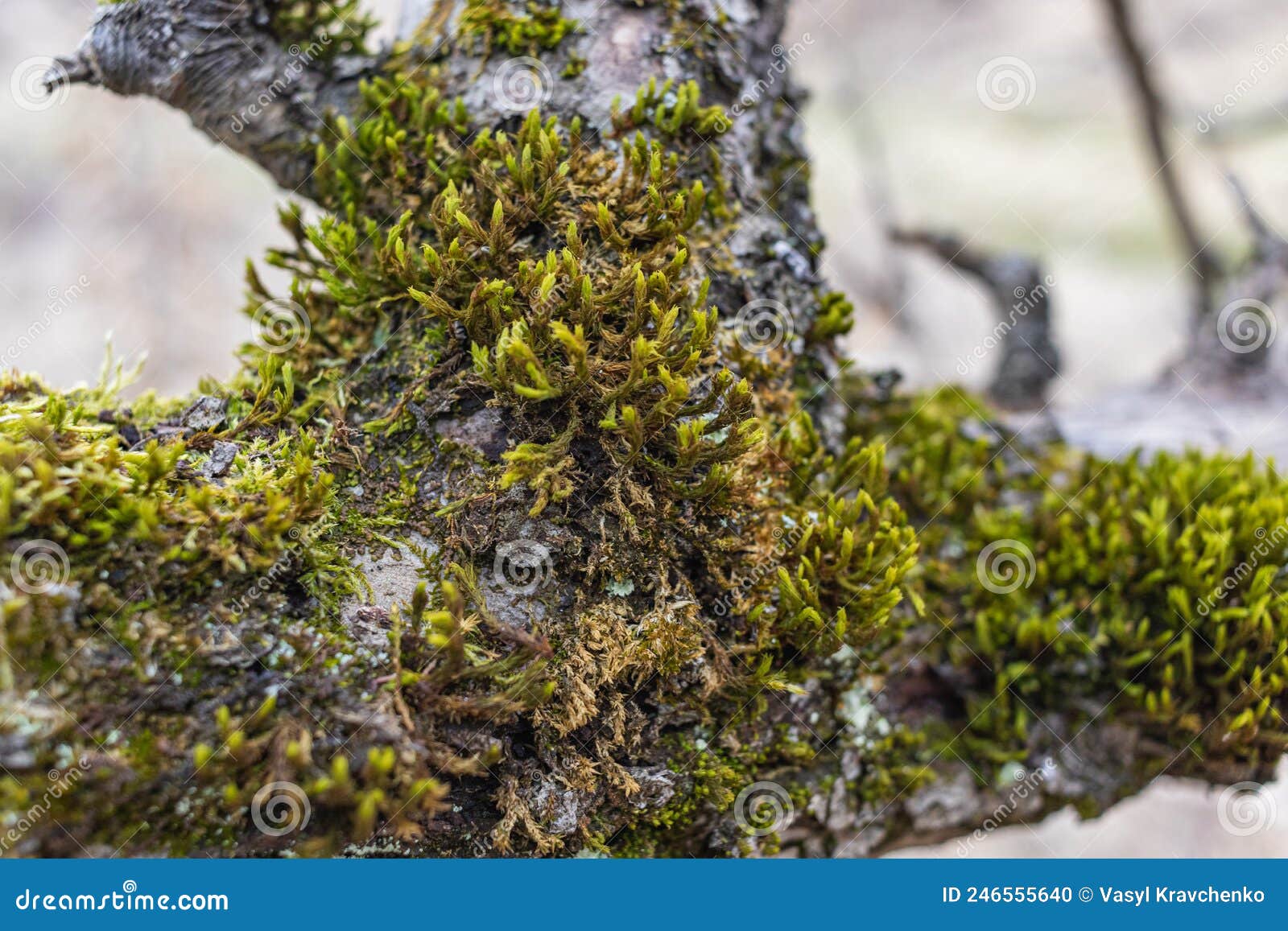 Tree Branch Overgrown with Moss. Close Up Moss Texture Stock Photo ...