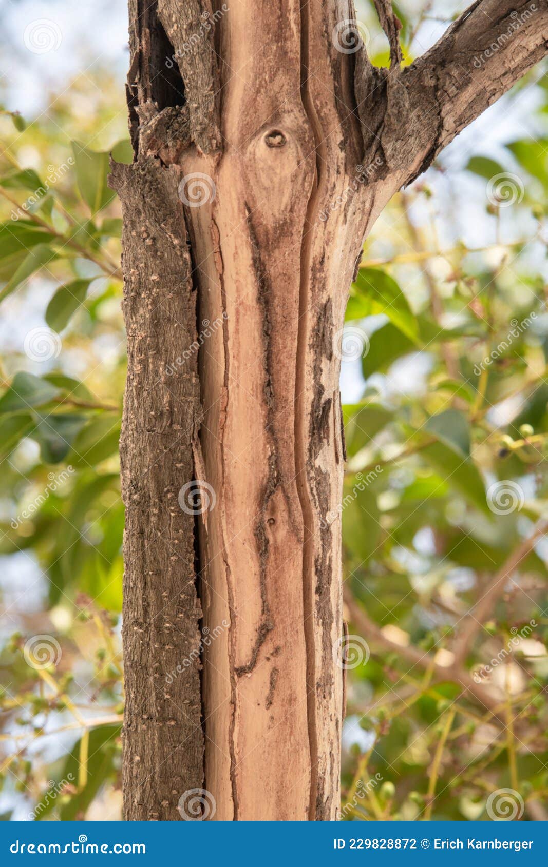 Tree Branch with Peeling Bark Stock Illustration - Illustration of park ...