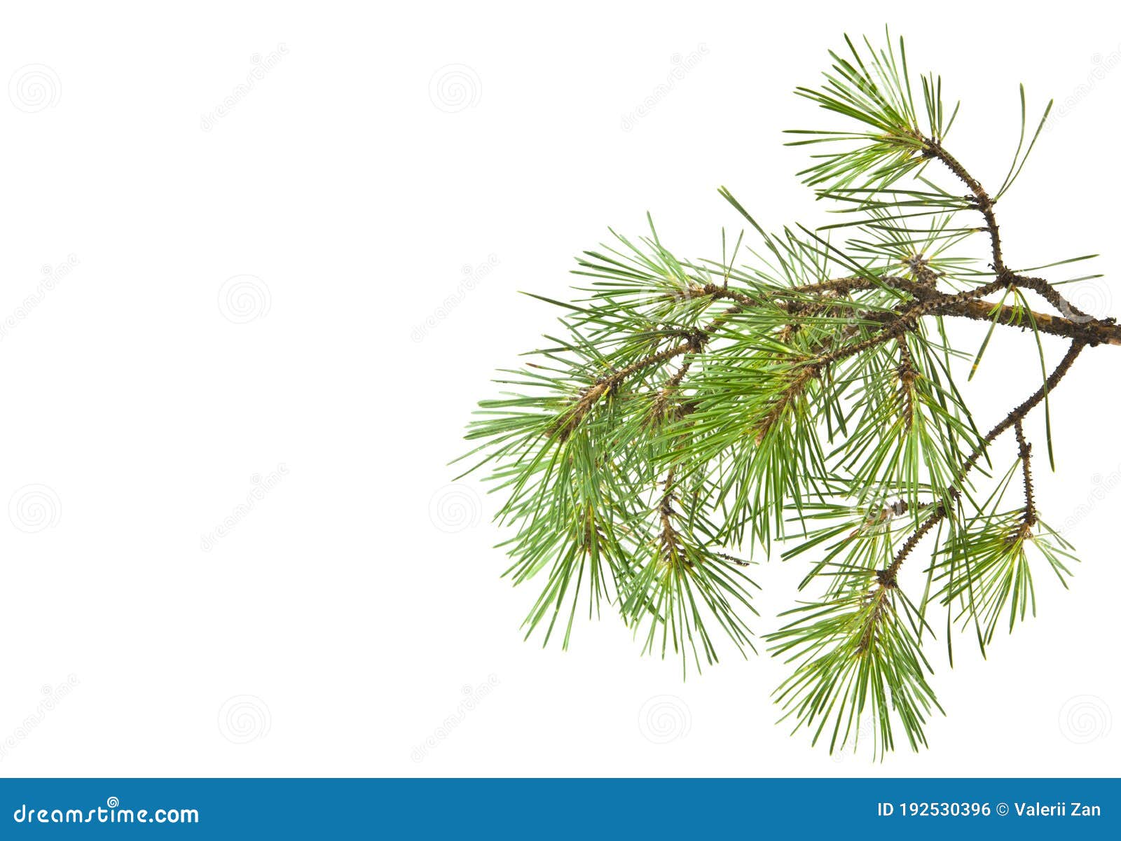 Tree Branch, Pine Isolated on White Stock Photo - Image of furtree ...