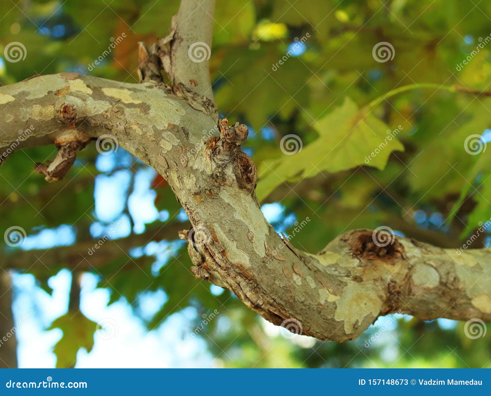 Tree Branch Plane Tree Bark Close Stock Image - Image of leaves, forest ...