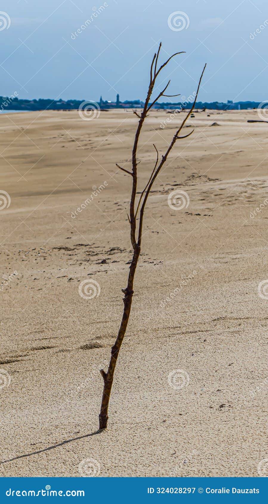 A Tree Branch Planted on the Sand Stock Image - Image of macro, ocean ...