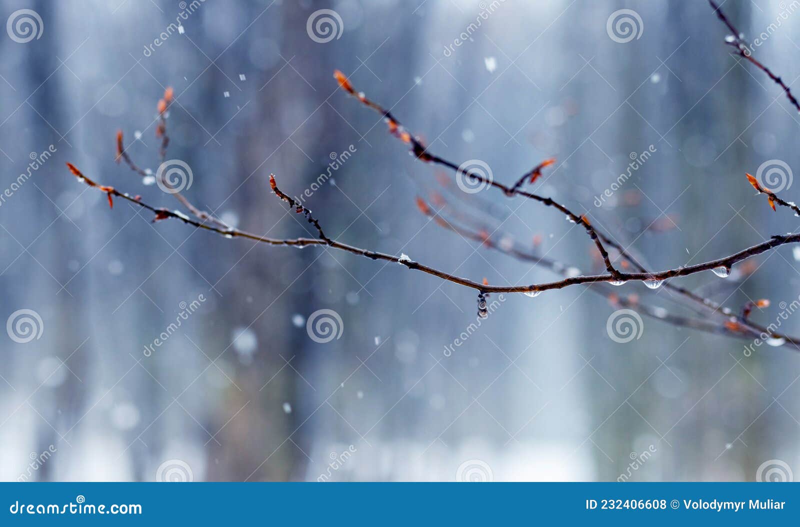 Tree Branch with Raindrops in Winter Forest during Thaw Stock Photo ...